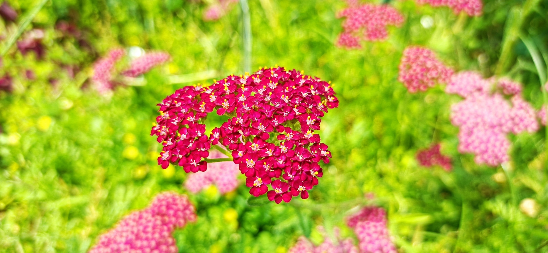 アキレア - rosaverte