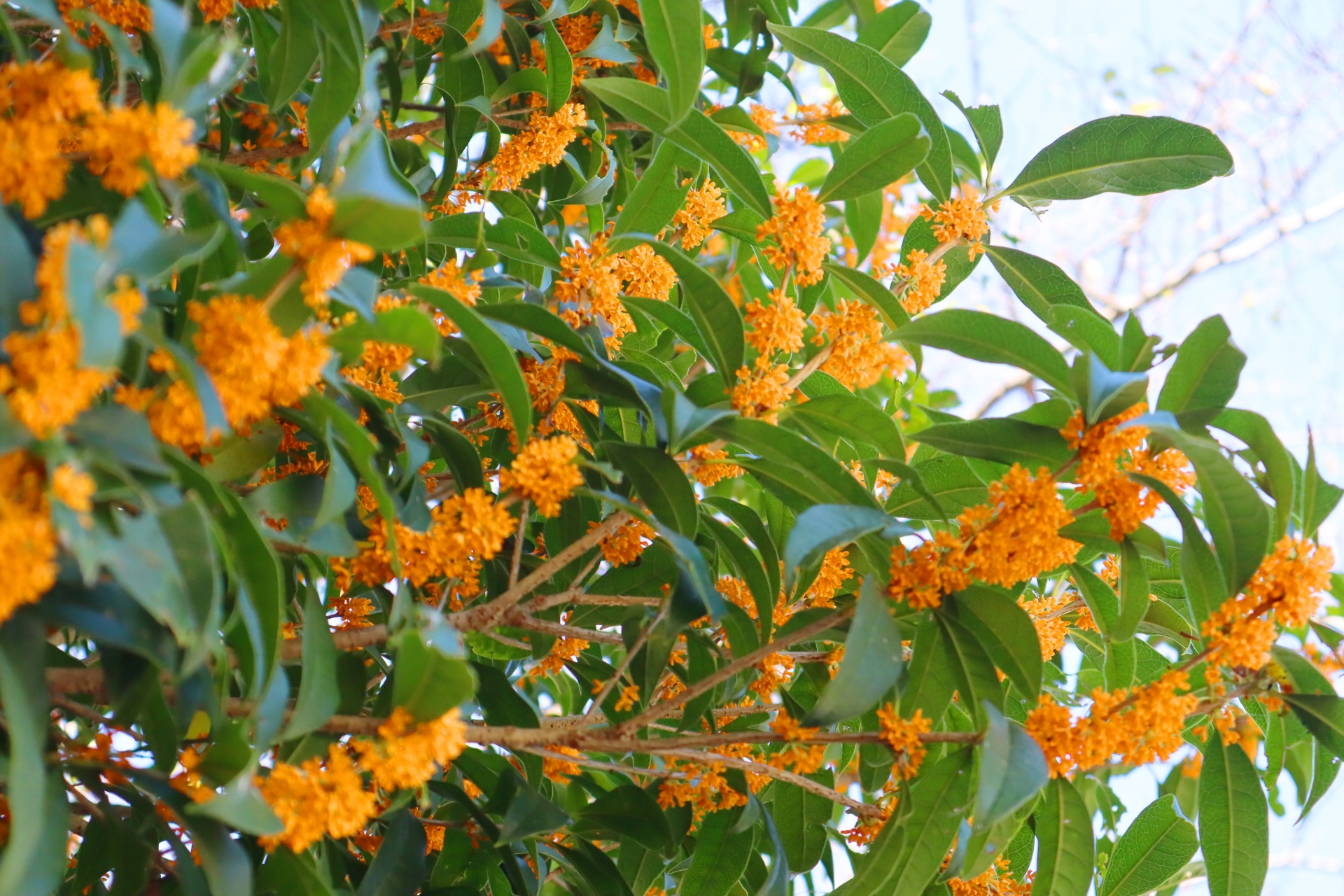 キンモクセイ - rosaverte