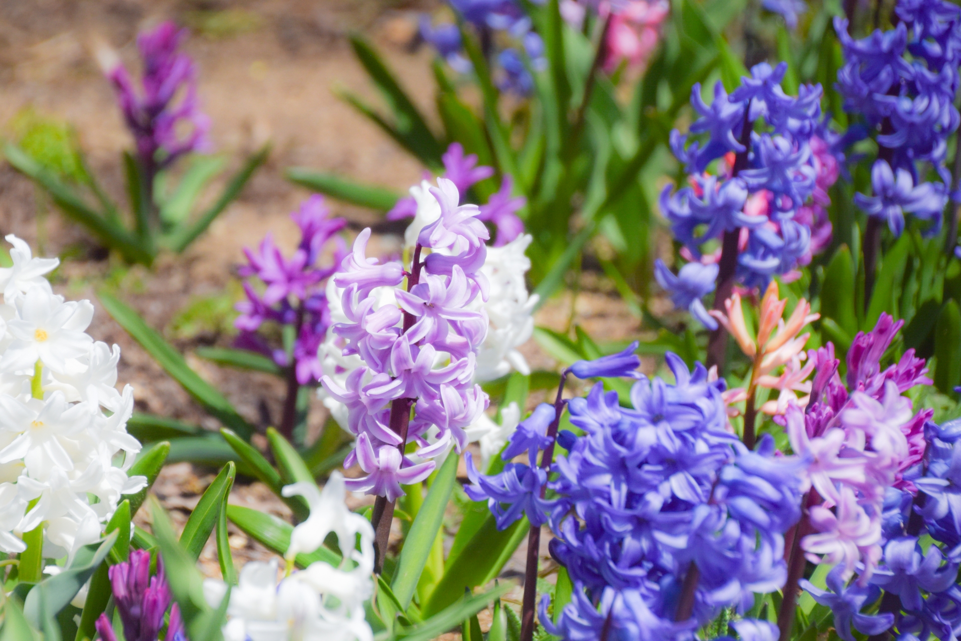 ヒヤシンス - rosaverte